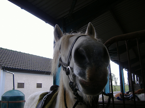 Transport of Animals - Friends, Families and Travellers